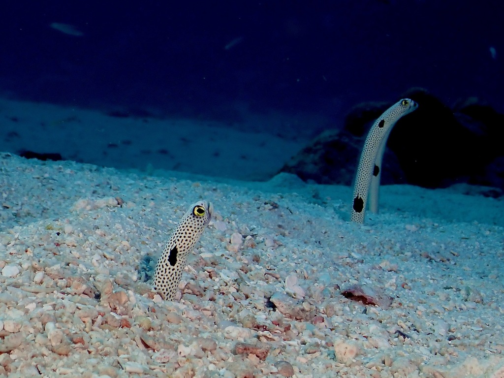 Spotted Garden Eel (Heteroconger hassi) - Marine Life Identification