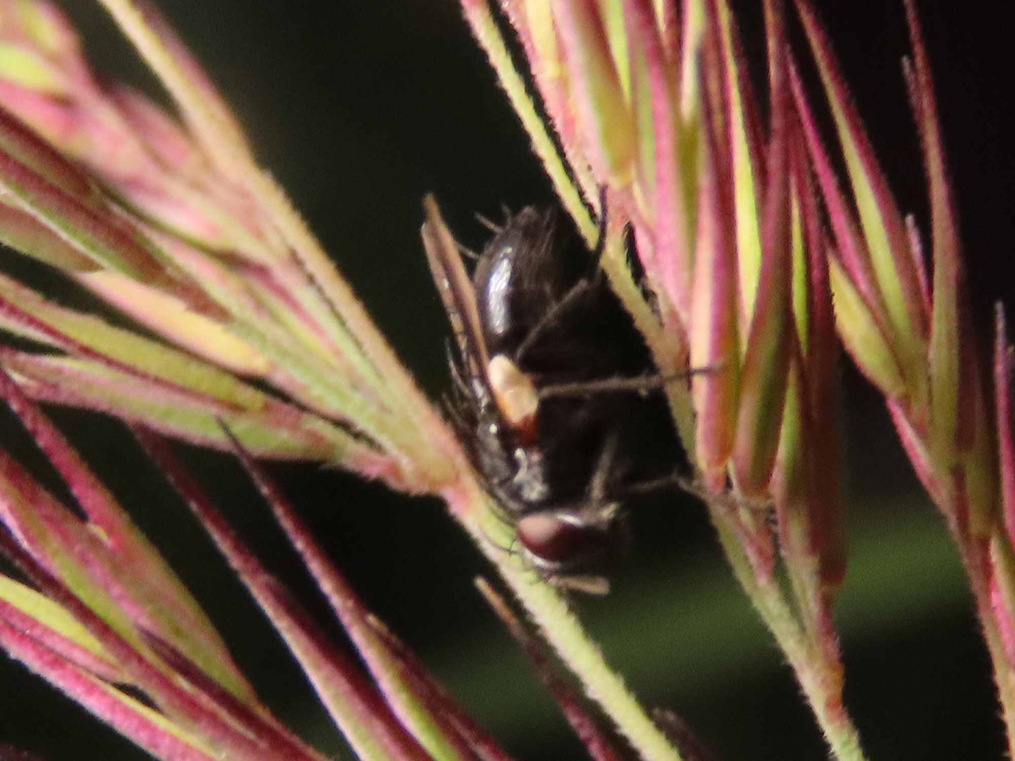 Ligeria angusticornis (Loew, 1847)