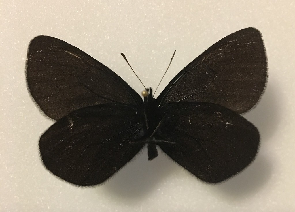 Magdalena Alpine (Butterflies / Moths of Highline Lake State Park ...