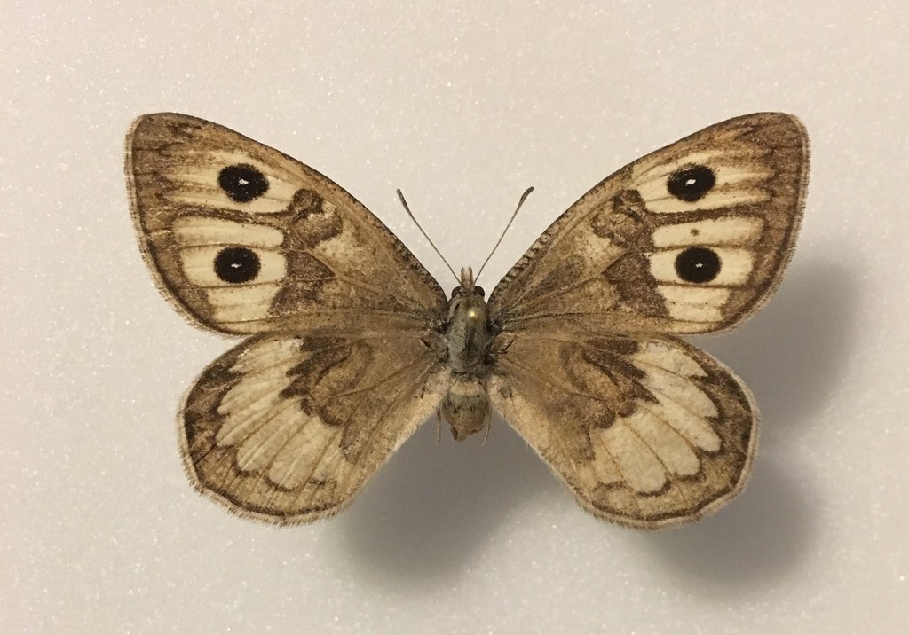 Ridings' satyr (Bugs of Rifle Falls, Rifle Gap, and Harvey Gap State ...