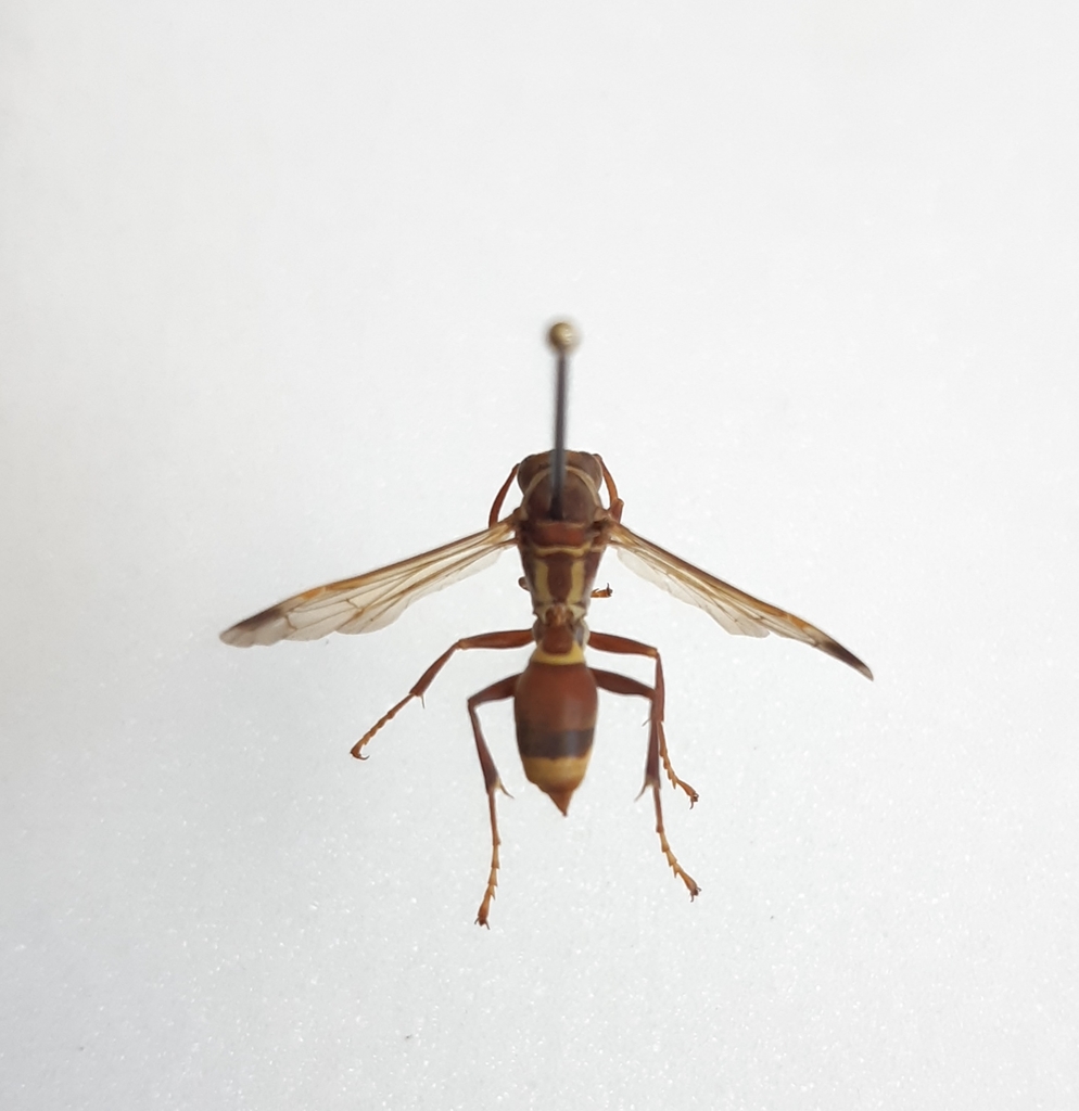 Tropical Paper Wasp from Buri Goalini Range, Bangladesh on June 2, 2018 ...