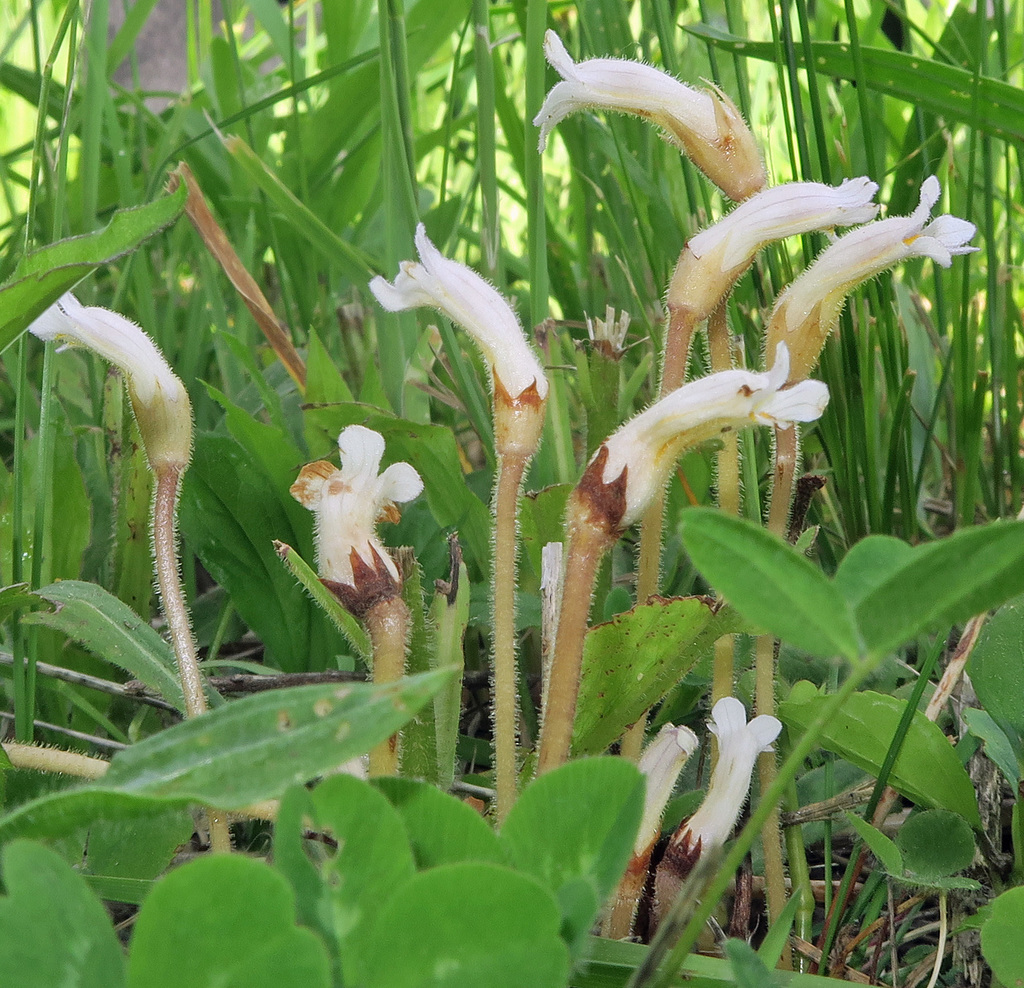 one-flowered cancer-root from 1395 Planting Fields Rd, Oyster Bay, NY ...