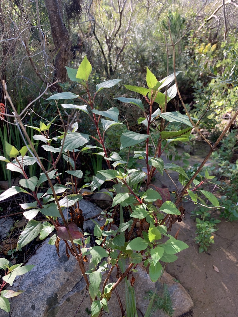 sticky snakeroot from Stellenbosch, WC, ZA on July 03, 2020 at 12:08 PM ...