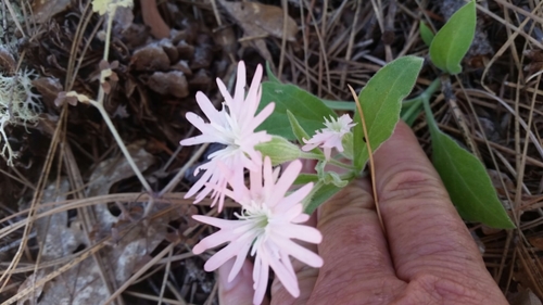 Subespecies Silene hookeri hookeri · iNaturalist Mexico
