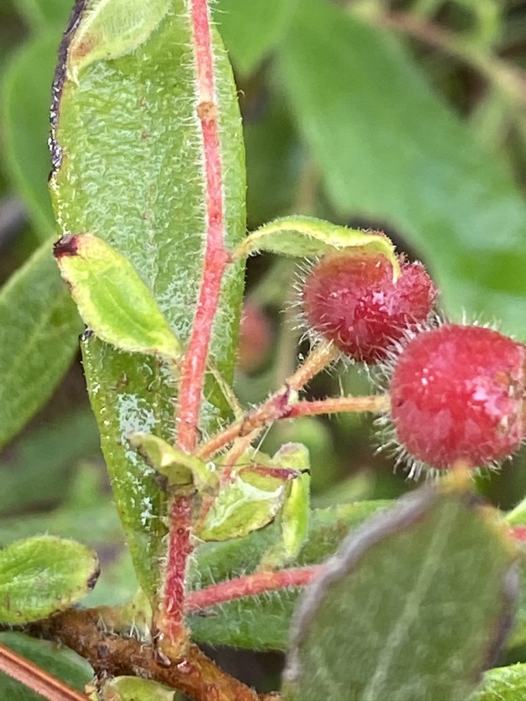 Woolly huckleberry from Wolf Bay Dr, Foley, AL, US on July 2, 2020 at ...