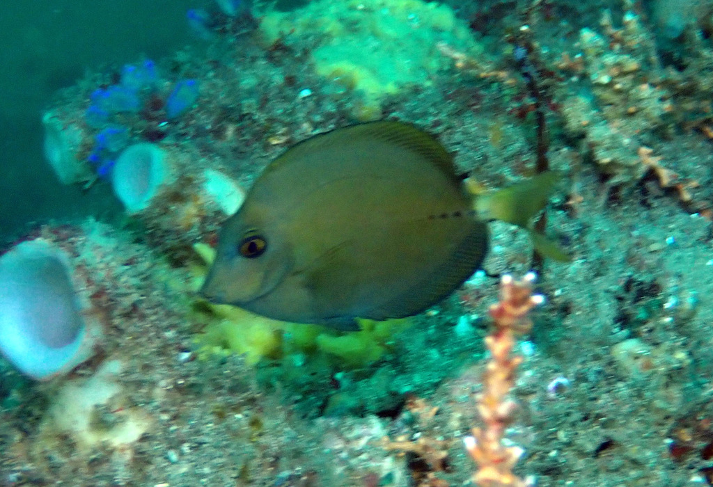 Australian Sawtail from Sydney NSW, Australia on June 24, 2020 at 12:50 ...