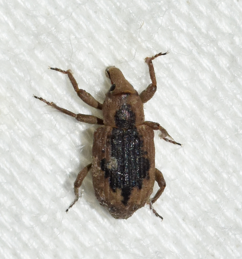 Rice Water Weevil from UV light, Sunset, LA 70584, USA on June 26, 2020 ...