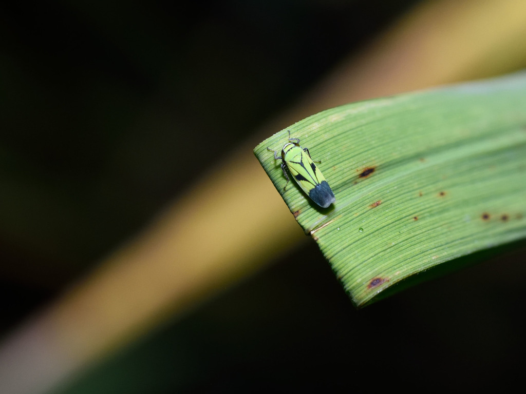 Green Rice Leafhopper from 台灣台北 on June 27, 2020 at 02:34 PM by Ding ...