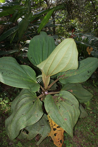 Blakea florifera · iNaturalist