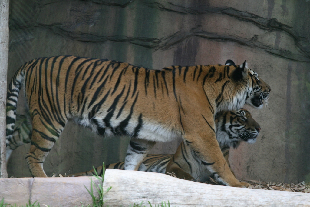 Sunda Tiger (Panthera tigris sondaica) - Know Your Mammals