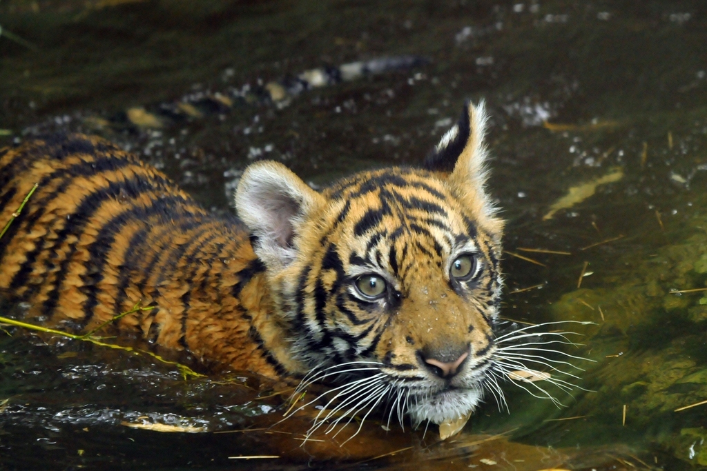 Sunda Tiger (Panthera tigris sondaica) - Know Your Mammals