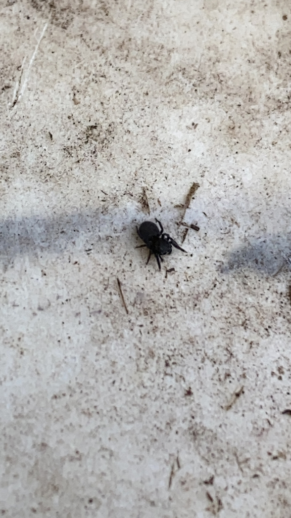 Neon plutonus from Clay County, US-FL, US on July 3, 2020 at 04:14 PM ...