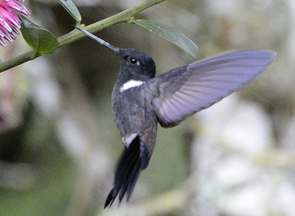 Black Inca Hummingbird