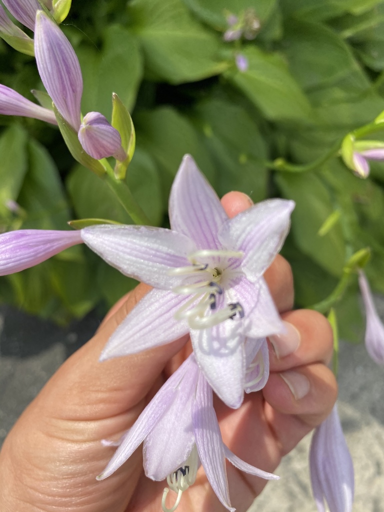 Scented hosta from Long Island, Massapequa, NY, US on July 3, 2020 at ...