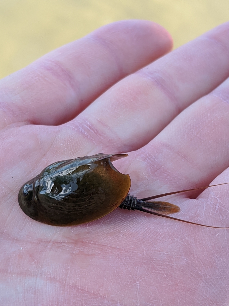 Lepidurus from St Anthony, ID 83445, USA on July 2, 2020 at 04:58 PM by ...