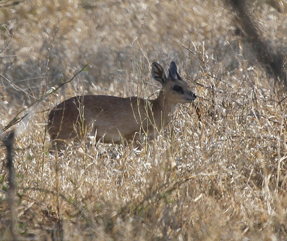 Sharpe's Grysbok from Kruger National Park, near Punda Maria Camp ...