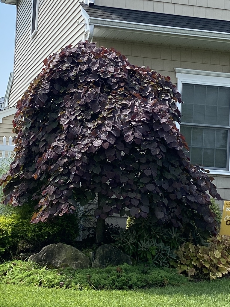 eastern redbud from Long Island, Massapequa, NY, US on July 3, 2020 at ...