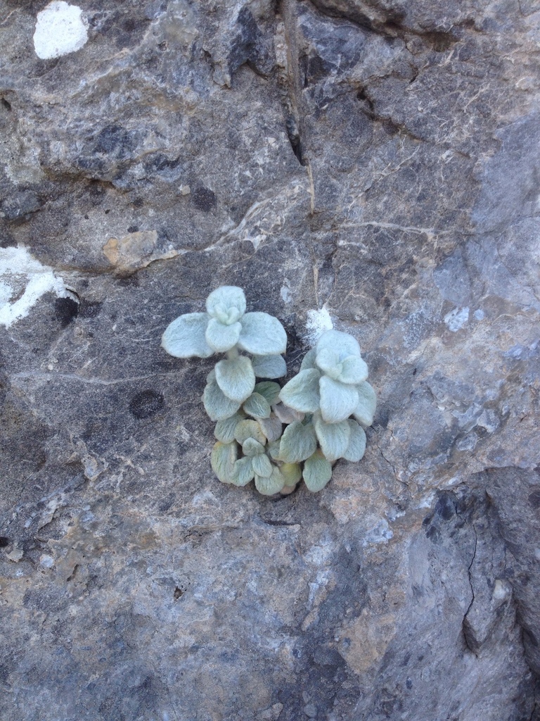 (Stachys candida) - Botanical Realm