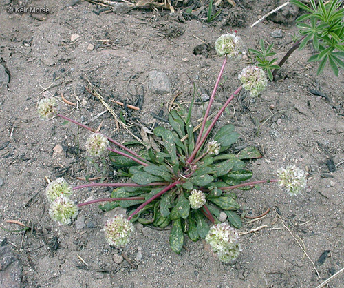 Mt. Hood Umbellate Pussy-paws ((Most) Wildflowers of Sagehen Creek ...
