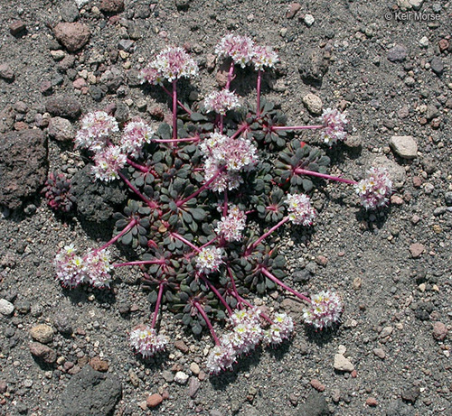 Mt. Hood Umbellate Pussy-paws ((Most) Wildflowers of Sagehen Creek ...