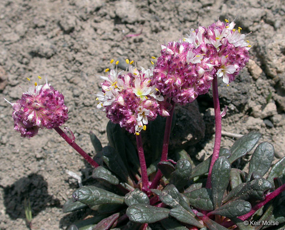 Mt. Hood Umbellate Pussy-paws ((Most) Wildflowers of Sagehen Creek ...
