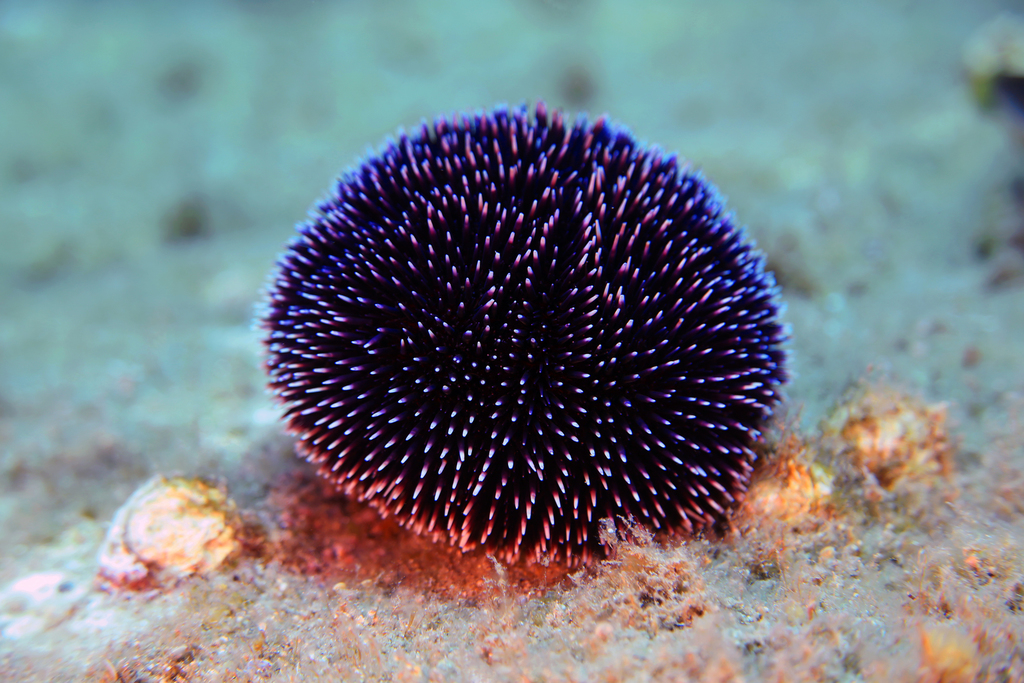 Violet Sea Urchin from South Aegean, Aegean, GR on July 1, 2020 at 06: ...