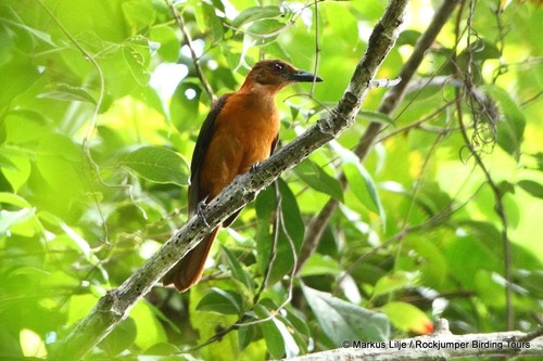 Pitohuí variable norteño (Pitohui kirhocephalus) · NaturaLista Colombia