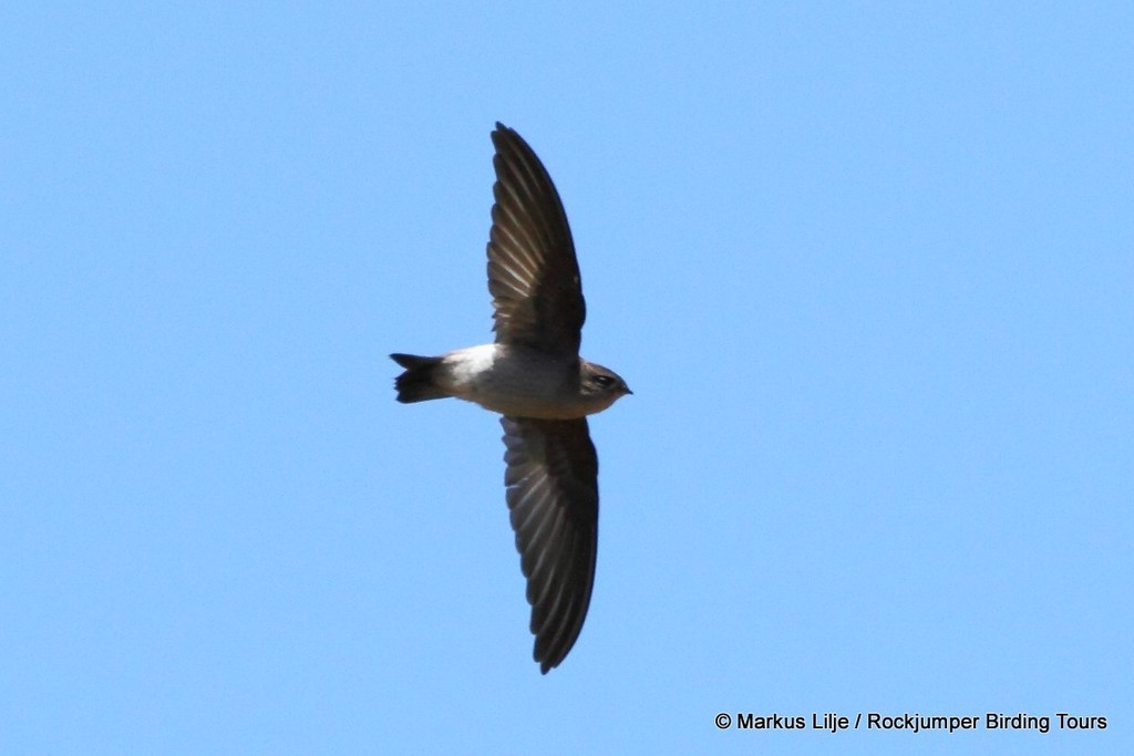 Malagasy Spinetail from Perinet, Toamasina, Madagascar on November 3 ...