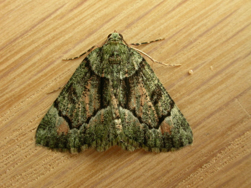 Tea-Tree Emerald (Butterflies and Moths of Casey, VIC, AU) · iNaturalist