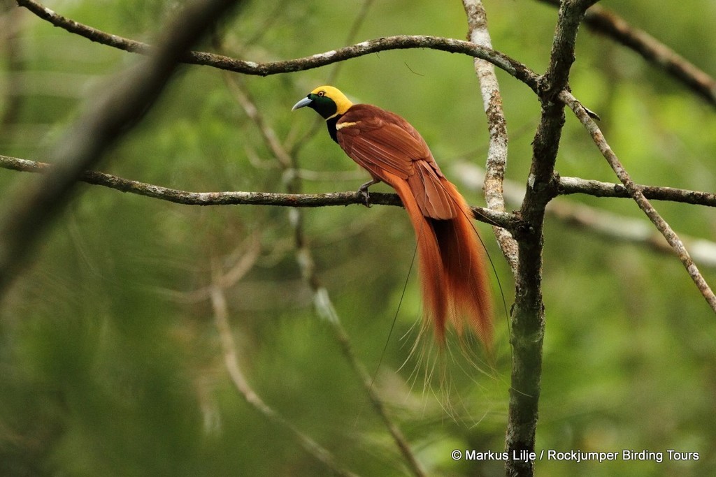 Raggiana Bird-of-Paradise from Bisianumu Station, Central, Papua New ...
