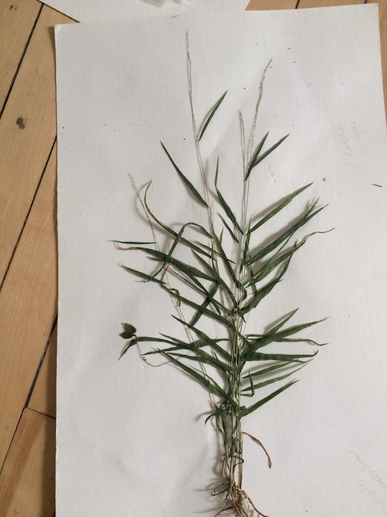 Slim-flower Muhly in July 2019 by Étienne Lacroix-Carignan. Clearing in ...