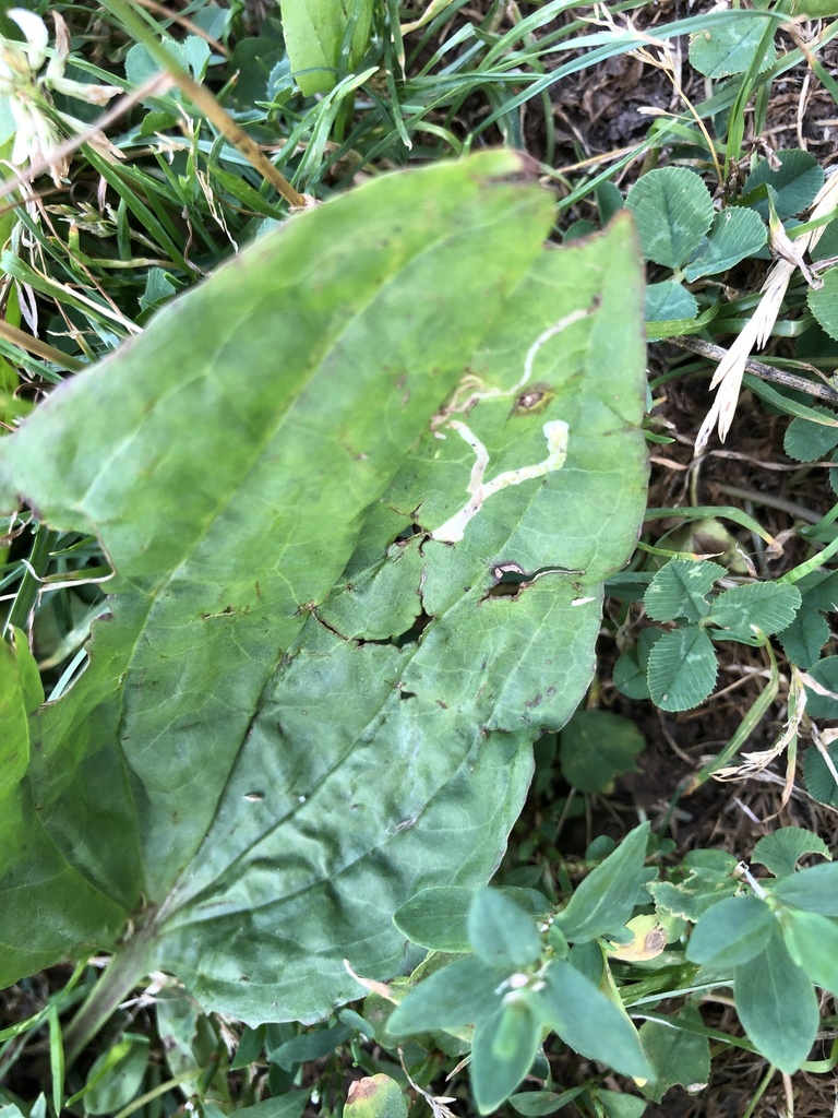 Phytomyza plantaginis from Harlem Meer, New York, NY, US on July 3 ...