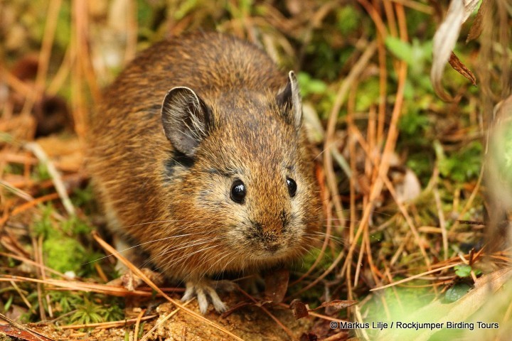 Large-eared Pika (Ochotona macrotis) - Know Your Mammals