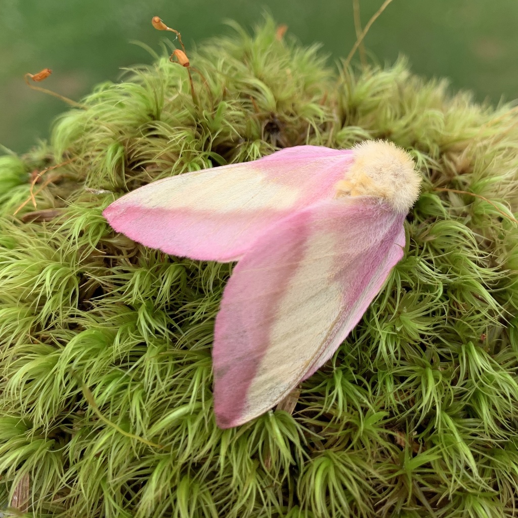 Rosy Maple Moth from Cape Breton Island, Cape Breton, NS, CA on July 3 ...