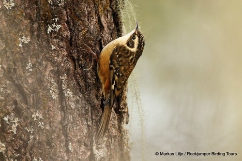 Rusty-flanked Treecreeper (Certhia nipalensis) · iNaturalist