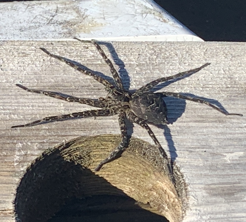 Striped Fishing Spider from Trout Lake, ON, CA on June 29, 2020 at 09: ...