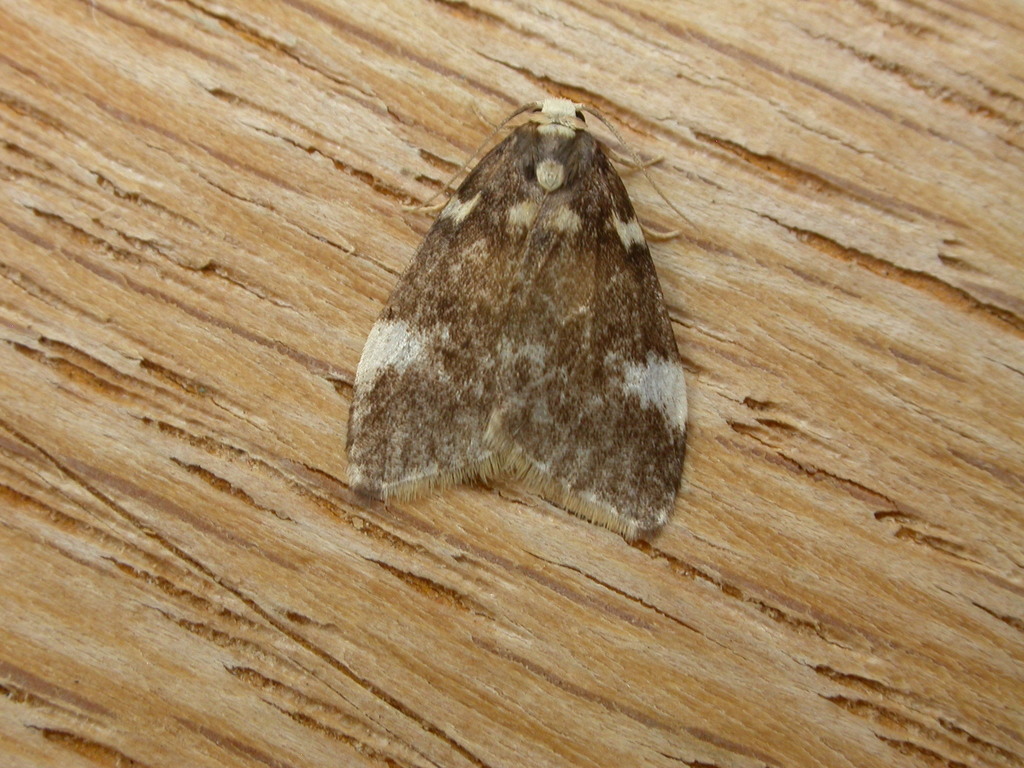 Halone (Erebidae Moths of SW Australia) · BioDiversity4All