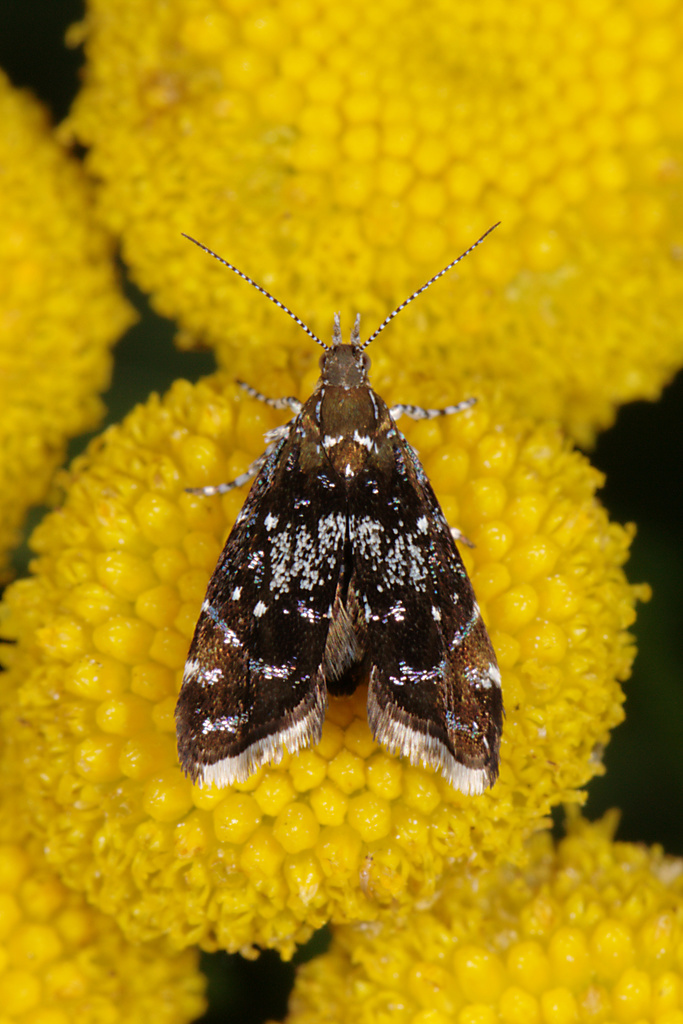 Small Thistle Moth (Insects and Spiders of Panboola) · iNaturalist