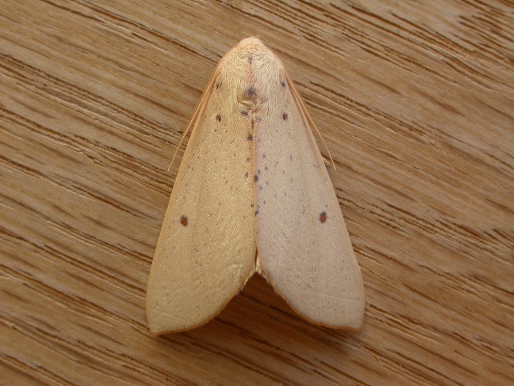 Plesanemma fucata (Insects and Spiders of Panboola) · iNaturalist