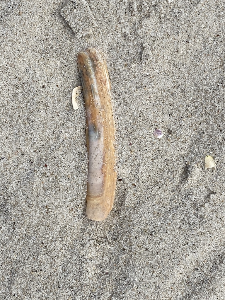 Atlantic Jackknife from Short Beach, Hempstead, NY, US on July 3, 2020 ...