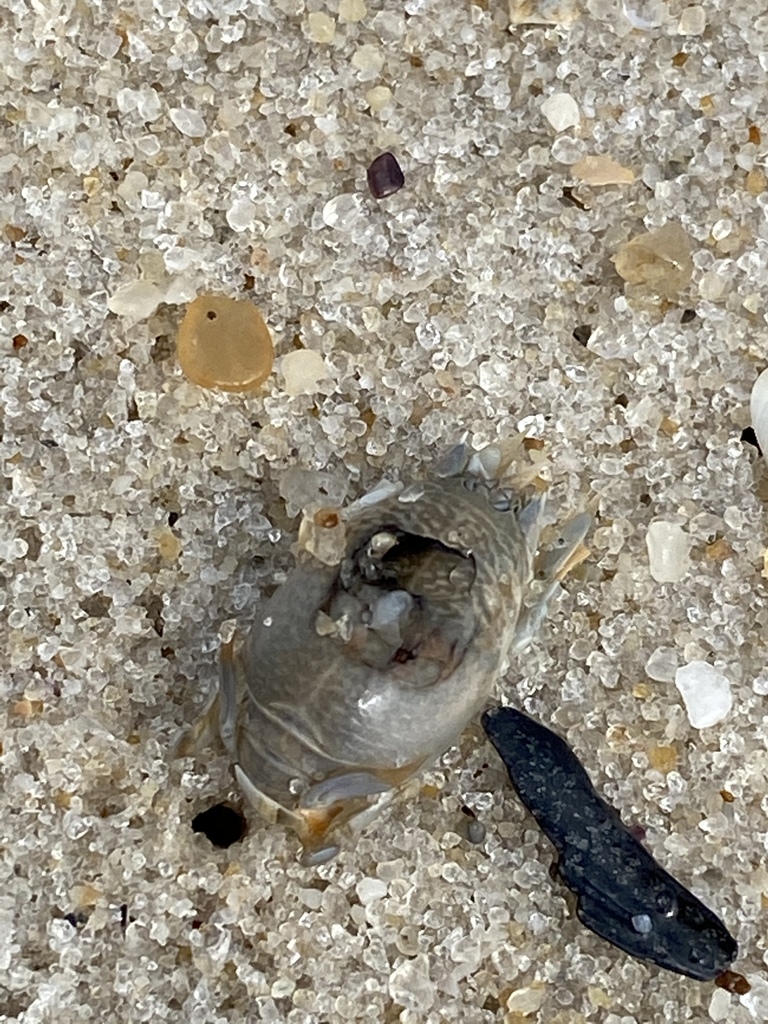 Atlantic Sand Crab from North Atlantic Ocean, Hempstead, NY, US on July ...