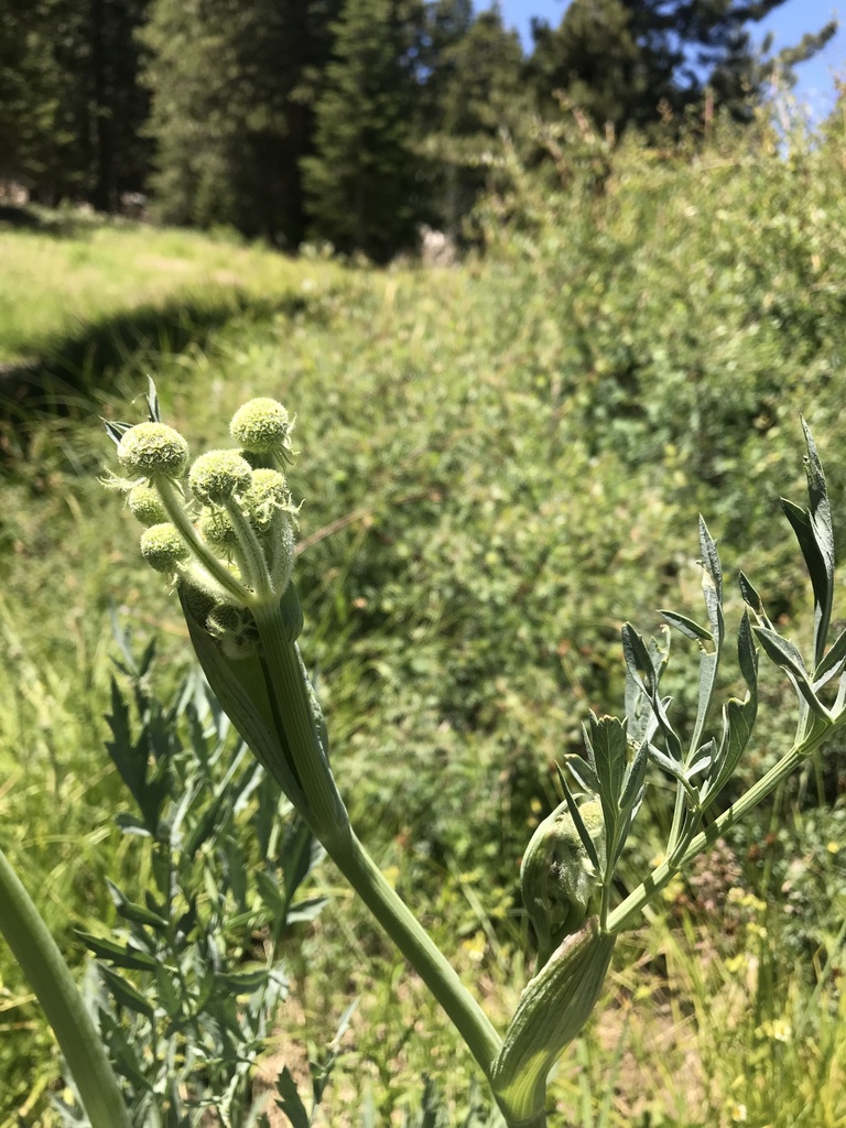 ranger buttons from Riverside County, CA, USA on July 2, 2020 at 12:46 ...