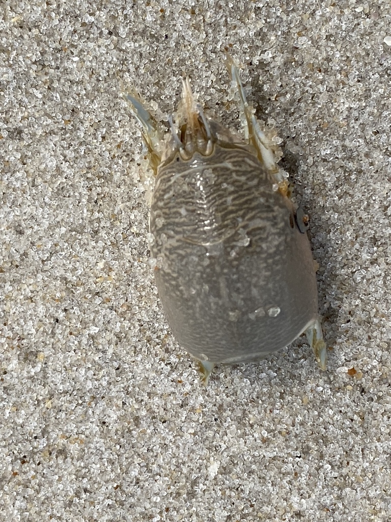 Atlantic Sand Crab from North Atlantic Ocean, Hempstead, NY, US on July ...