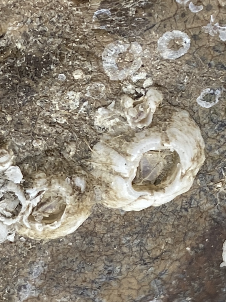 Northern Acorn Barnacle from Short Beach, Hempstead, NY, US on July 3 ...