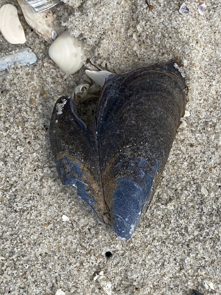 Blue Mussel from Short Beach, Hempstead, NY, US on July 3, 2020 at 02: ...