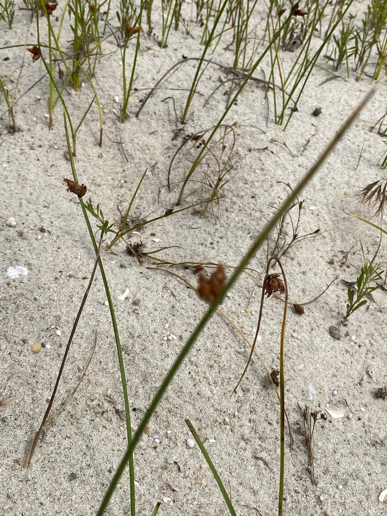 three-square bulrush from Jones Beach State Park, Point Lookout, NY, US ...