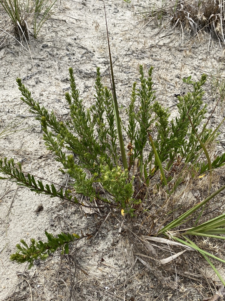 Beach Pinweed from Jones Beach State Park, Point Lookout, NY, US on ...