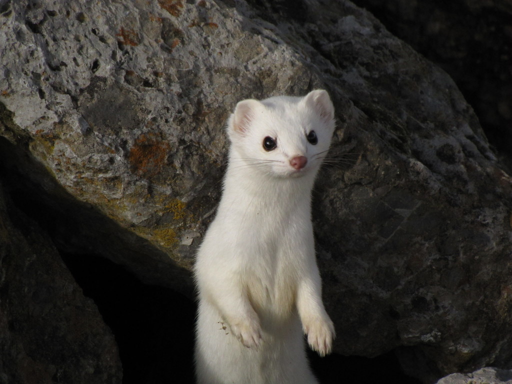 Long-tailed Weasel from farmington bay utah on February 13, 2012 at 01: ...