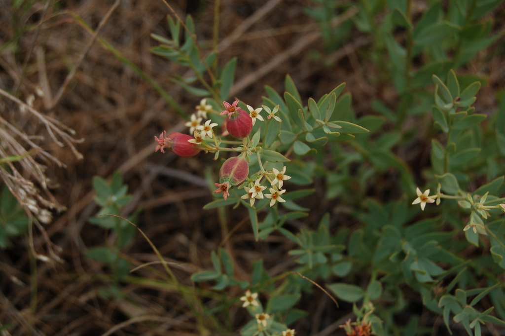 western comandra (Comandra umbellata pallida) - Botanical Realm