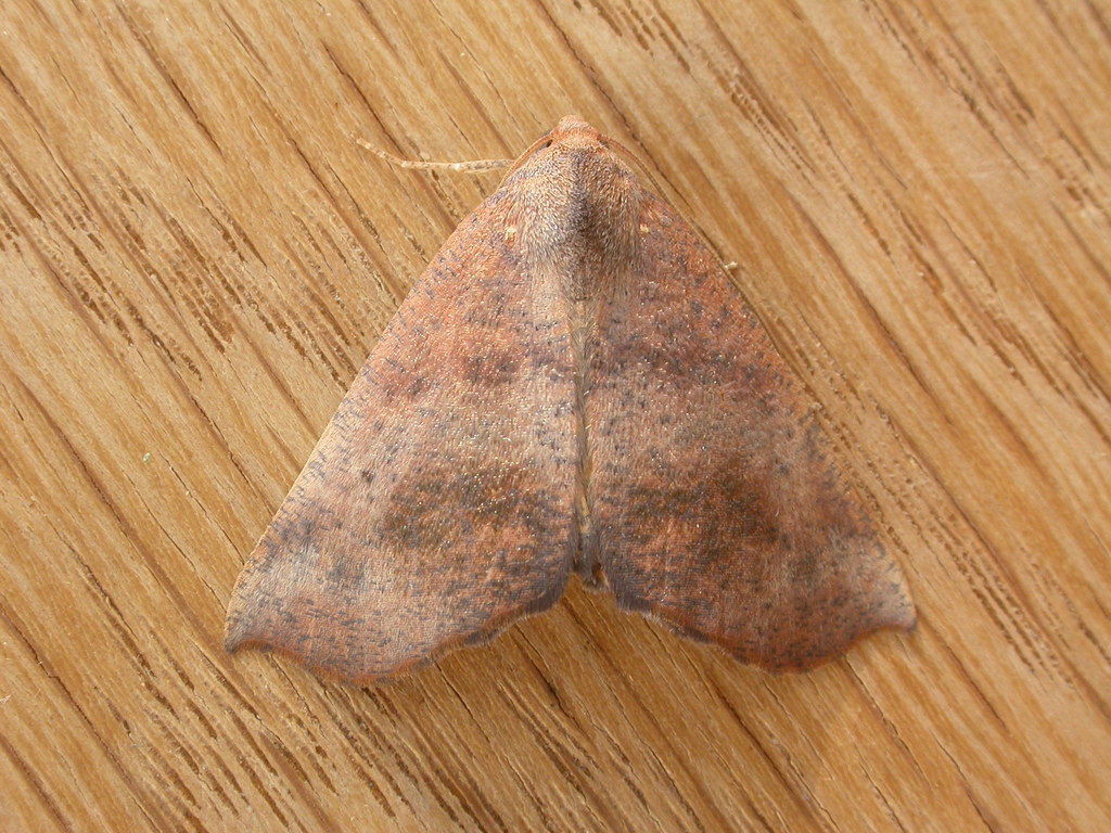Autumn Gum Moth (Geometridae of SW Australia) · iNaturalist